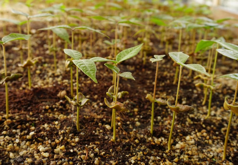 Fico-YTL | Sustainable Solutions Content